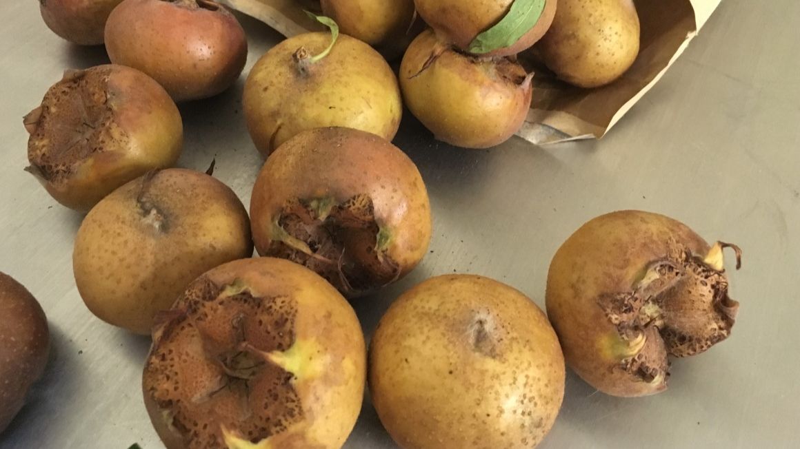 Zašto su mušmule zaboravljene: Odlične su za imunitet i detoks - Hrkljuš